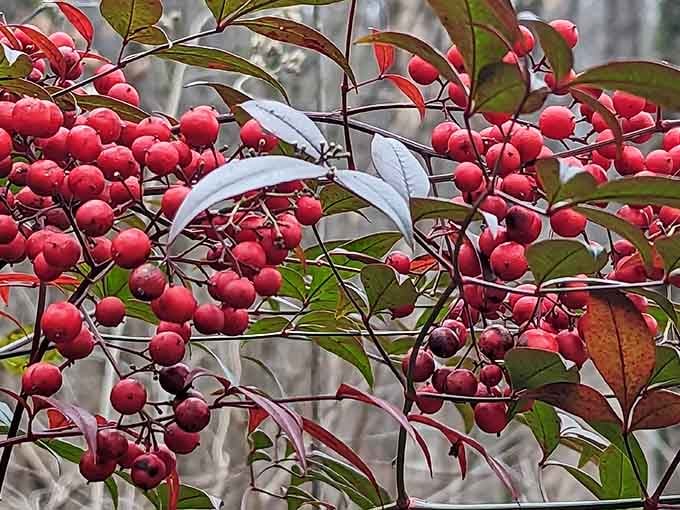 Bright berries adding pops of color to the forest, though they're definitely for looking at and not taste-testing adventures.