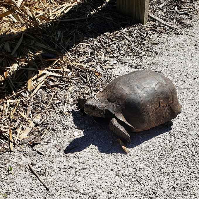 A gopher tortoise ambles across the path, moving at a pace that perfectly matches the island's entire philosophy.