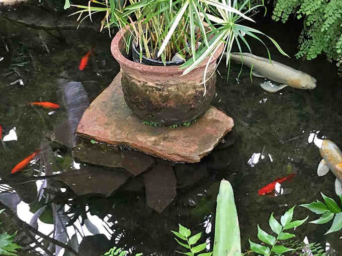 Koi fish add movement and color to the conservatory experience, swimming beneath floating plants peacefully.