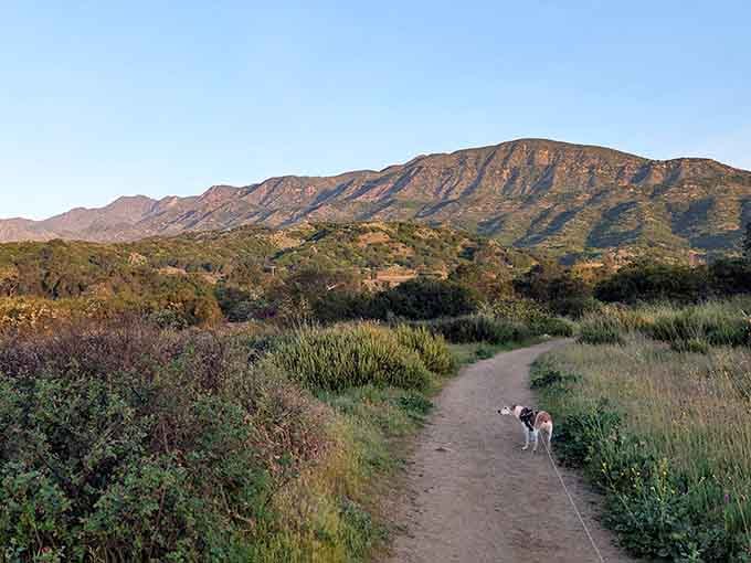Ventura River Preserve trails wind through landscapes where dogs and hikers both find their happy place under California skies.