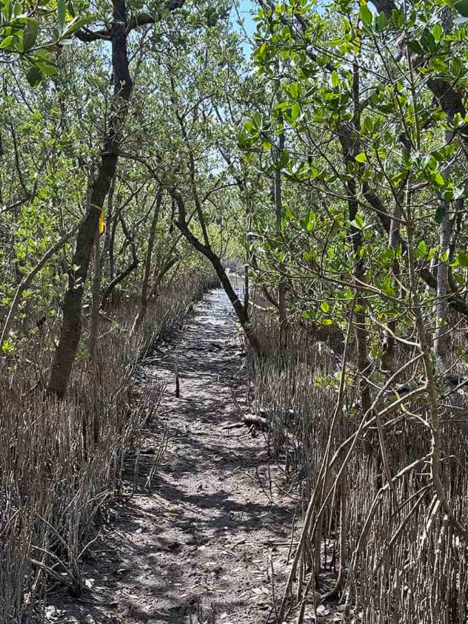 The mangrove trail tunnels through vegetation so thick you half expect David Attenborough to start narrating your walk.