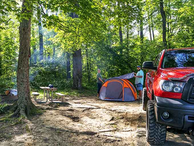 Camping among these towering trees means falling asleep to nature's soundtrack instead of traffic noise for once.
