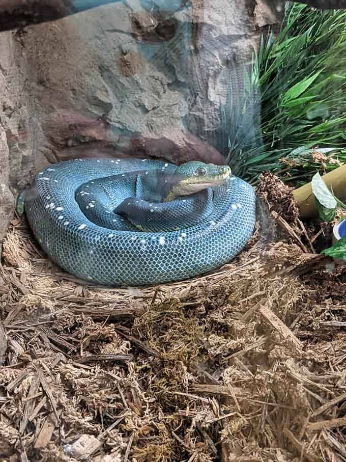 This snake's coiled up tighter than your nerves before a dentist appointment, but significantly more photogenic.
