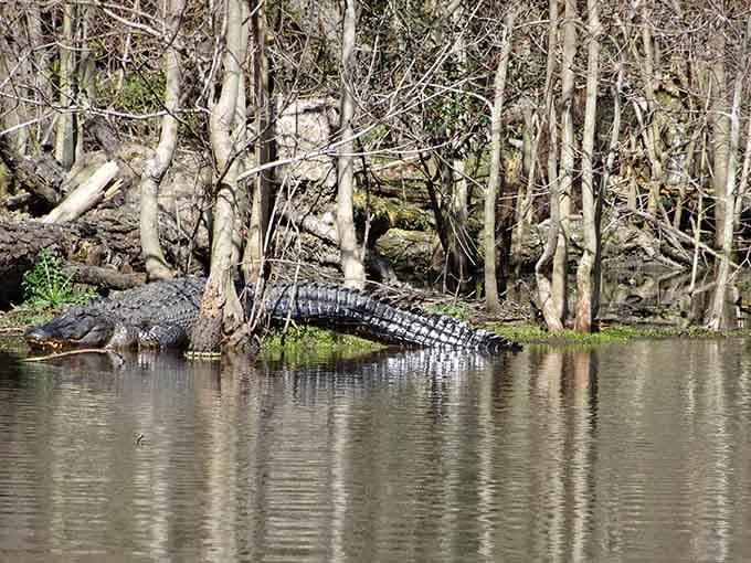 This prehistoric resident basks peacefully, looking exactly like your uncle after Thanksgiving dinner, only with better camouflage and sharper teeth.