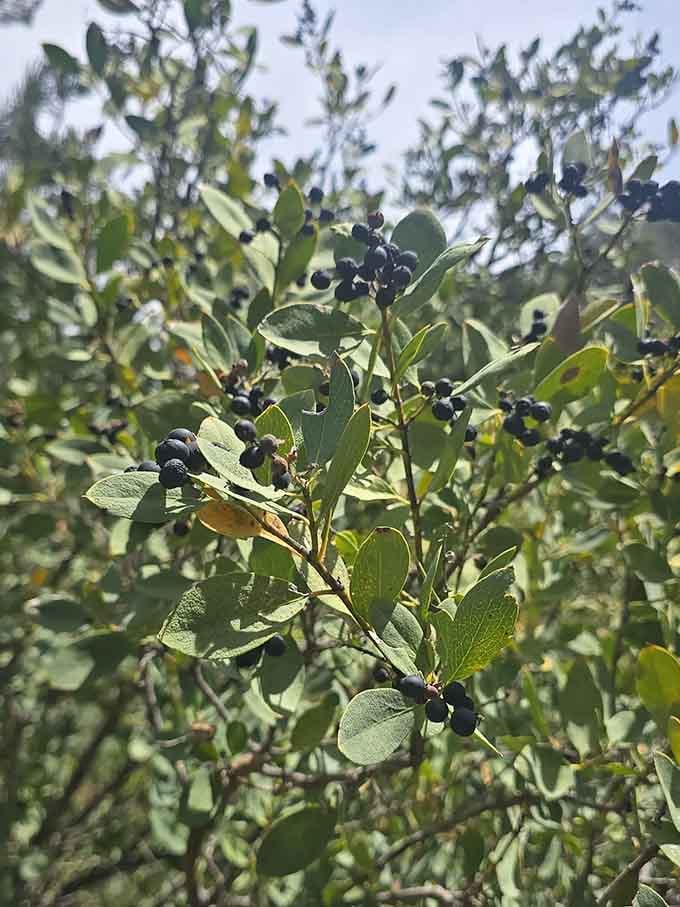 Dark berries dangle from branches, reminding you that wildlife considers this canyon their personal all-you-can-eat buffet.