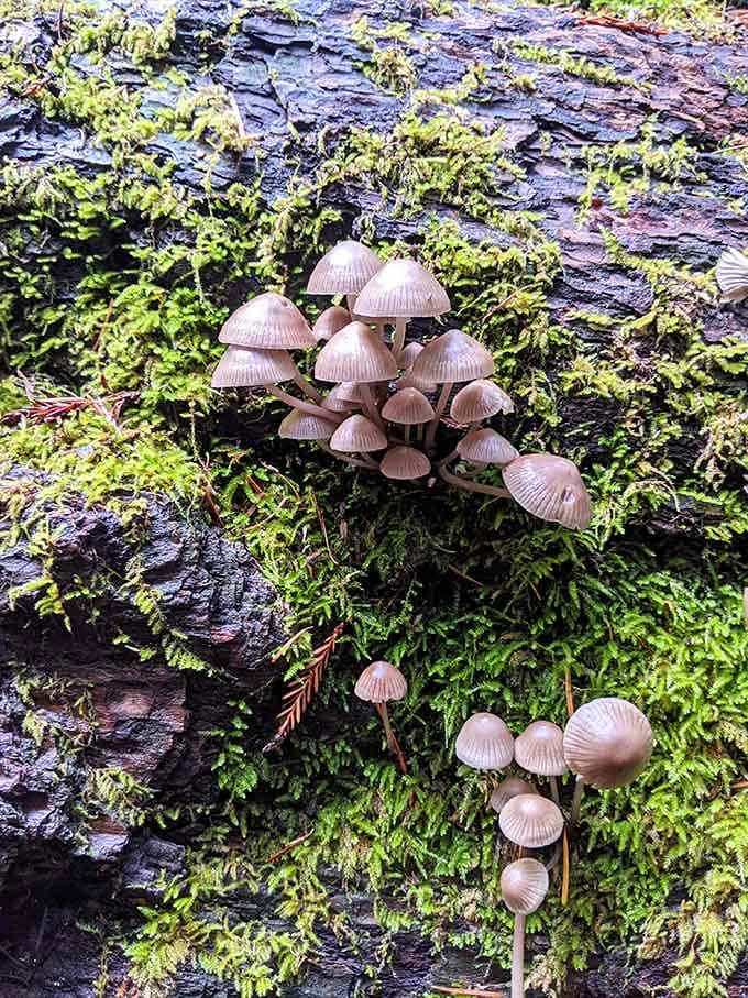 Wild mushrooms proving that nature's decorating skills put most interior designers to shame every single time.