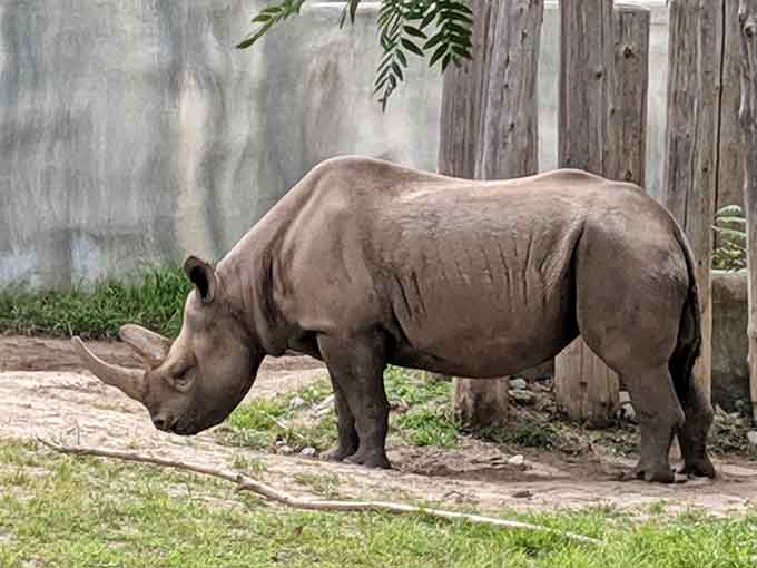 The rhino exhibit brings you face-to-face with one of nature's most impressive creatures, prehistoric-looking and absolutely magnificent.