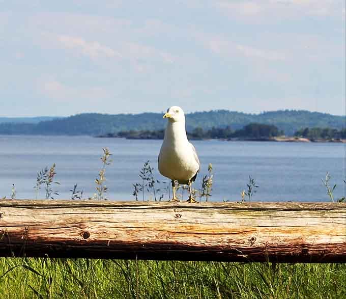 Local seagulls have claimed the best seats in the house, clearly understanding prime real estate better than most.