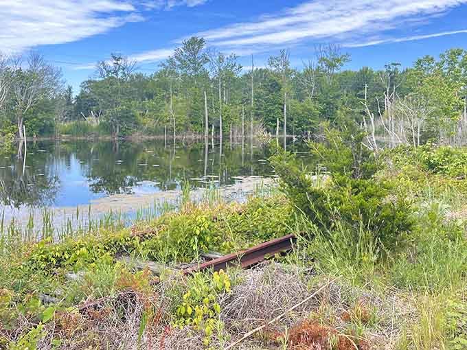 Wetlands stretch endlessly beside the tracks, where patient herons fish with more success than most weekend anglers.