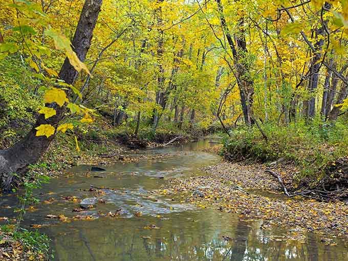 Gans Creek doing its thing, reflecting fall colors like it's auditioning for a nature documentary.