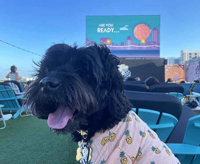 Even four-legged friends get to enjoy the show, proving this place welcomes the whole family unit.