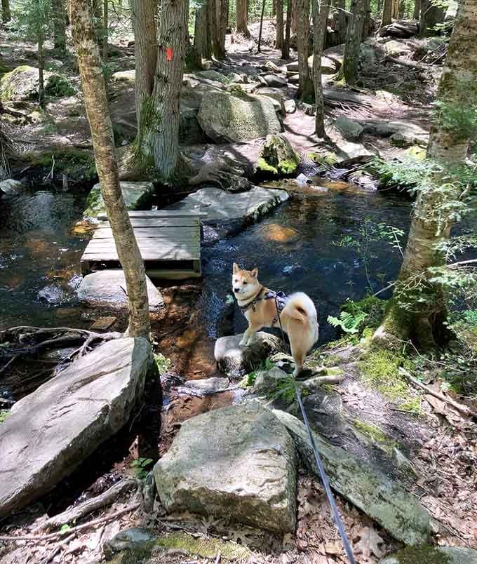 This peaceful stream crossing proves adventure doesn't always require whitewater rapids or dramatic waterfalls to thrill.