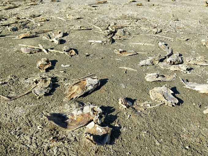 Fish skeletons create an intricate mosaic underfoot, crunching like the world's most unusual beach soundtrack as you walk.