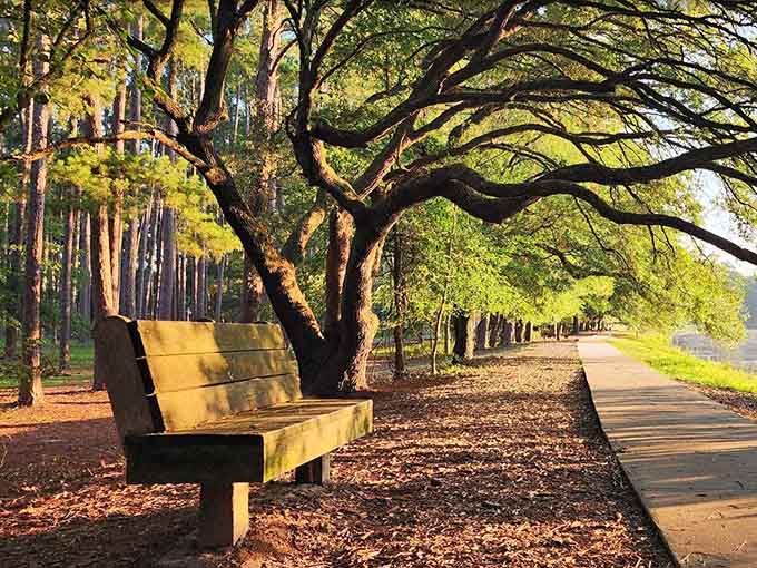 That weathered bench beneath twisted branches offers front-row seating to nature's daily show, no ticket required.