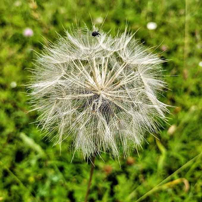 Make a wish on this dandelion, preferably for more days exactly like this one.