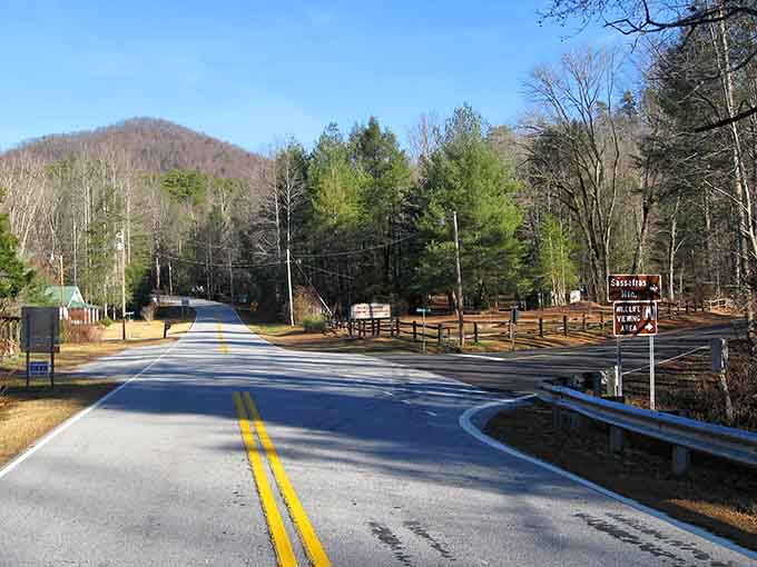 The access road winds through forests that have been standing guard here longer than we've been around.