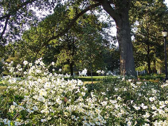 White blooms carpet the lawn beneath ancient oaks, creating scenes that make you understand why people write poetry.