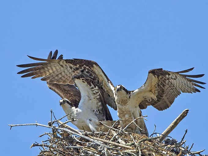 These osprey parents coordinating their nest-building efforts put most home renovation teams to absolute shame with their teamwork.