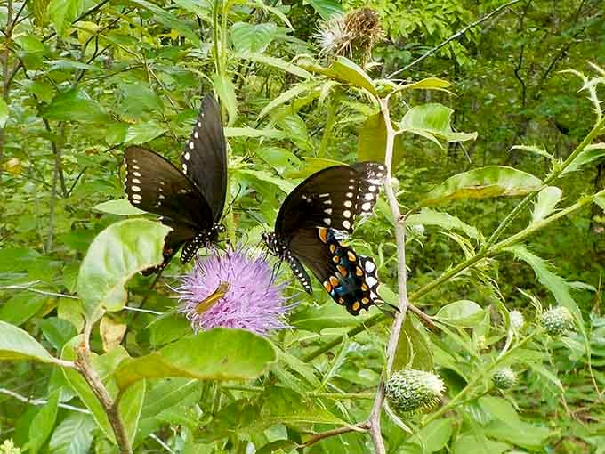 Butterflies treating wildflowers like an all-you-can-eat buffet, nature's version of fine dining.