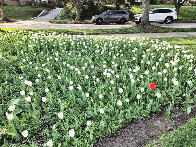 That one rebel red tulip in the sea of white is all of us trying to stand out.
