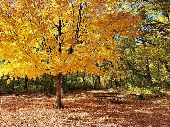 Golden leaves carpeting a campsite create the kind of natural decor that no interior designer could ever replicate or charge for.