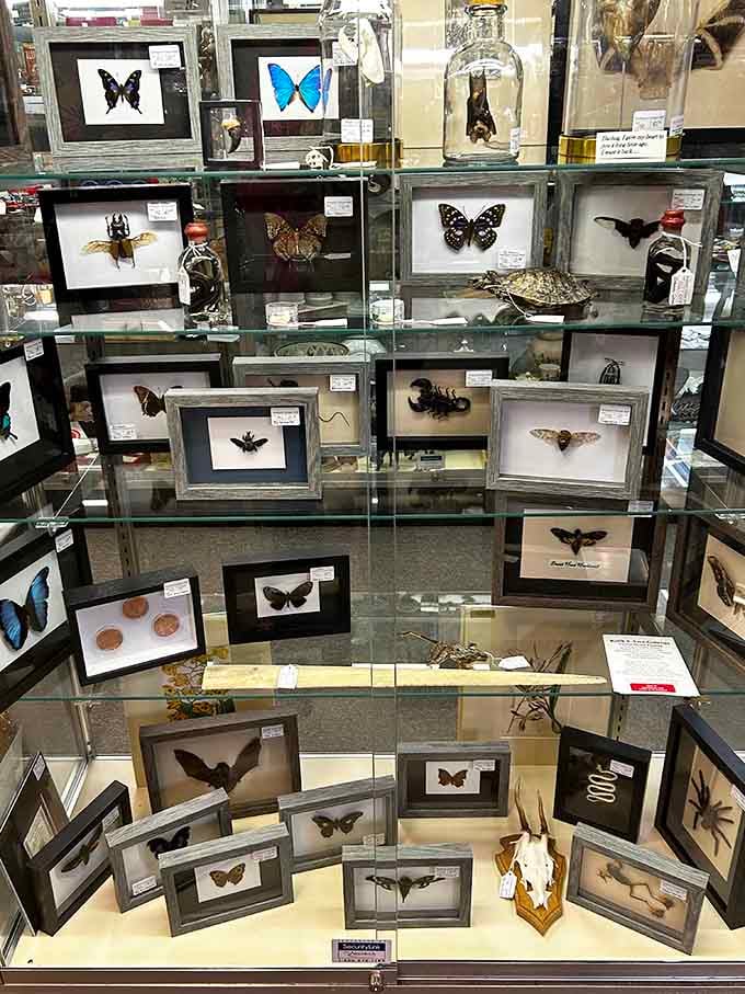 Framed butterflies and insects create a natural history display that's equal parts beautiful and slightly unsettling.