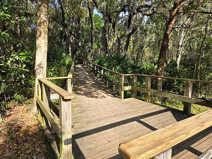 The wooden observation deck offers a front-row seat to watch nature's daily performance unfold below.