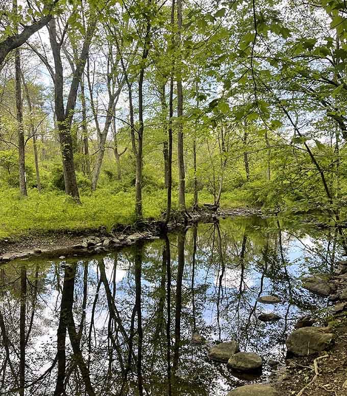 The trees mirror themselves perfectly in water that's clearer than most people's weekend plans are.