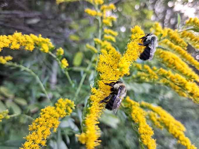 Bees work the goldenrod like tiny employees who actually enjoy their jobs, no coffee breaks required for these overachievers.