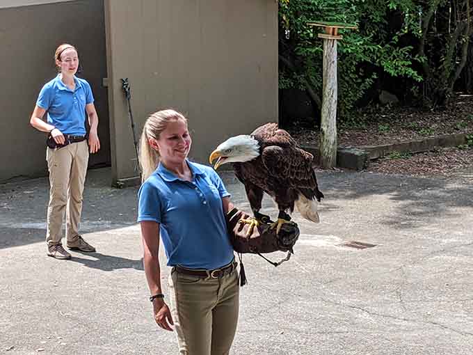 Watching trained handlers work with majestic birds of prey showcases the incredible bond between humans and wildlife.