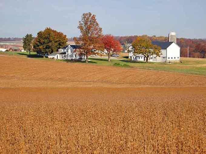 Freshly harvested fields resting after a season of hard work, looking peaceful and well-earned.