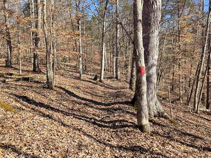 Fall trails carpeted in leaves that crunch underfoot like nature's own bubble wrap for your hiking boots.