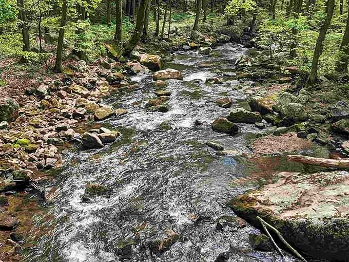 The babbling stream along the trail provides nature's own soundtrack for your adventure through the forest.