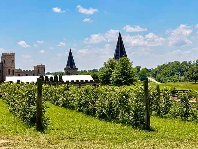 Vineyards stretching toward castle towers, because Kentucky does wine country with its own unique architectural twist.