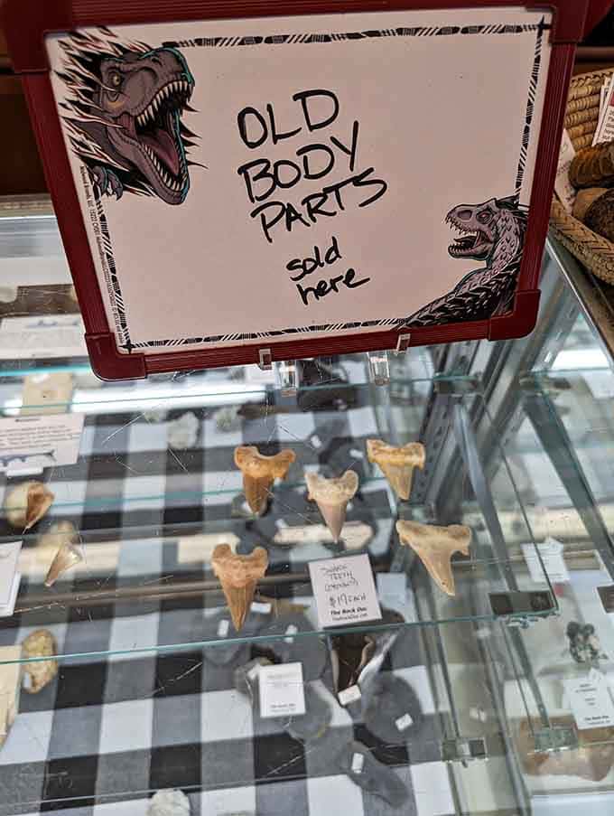 The "Old Body Parts" sign over shark teeth brings humor to fossils that are genuinely millions of years old.