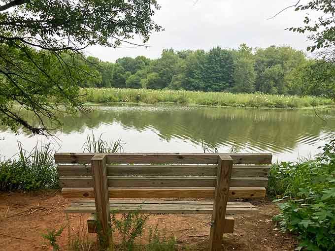This bench offers front-row seats to the greatest show on earth: absolutely nothing happening, gloriously.