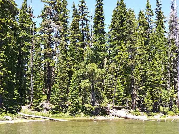 Towering evergreens frame the shoreline, their reflections so perfect you'll need a moment to find the horizon.