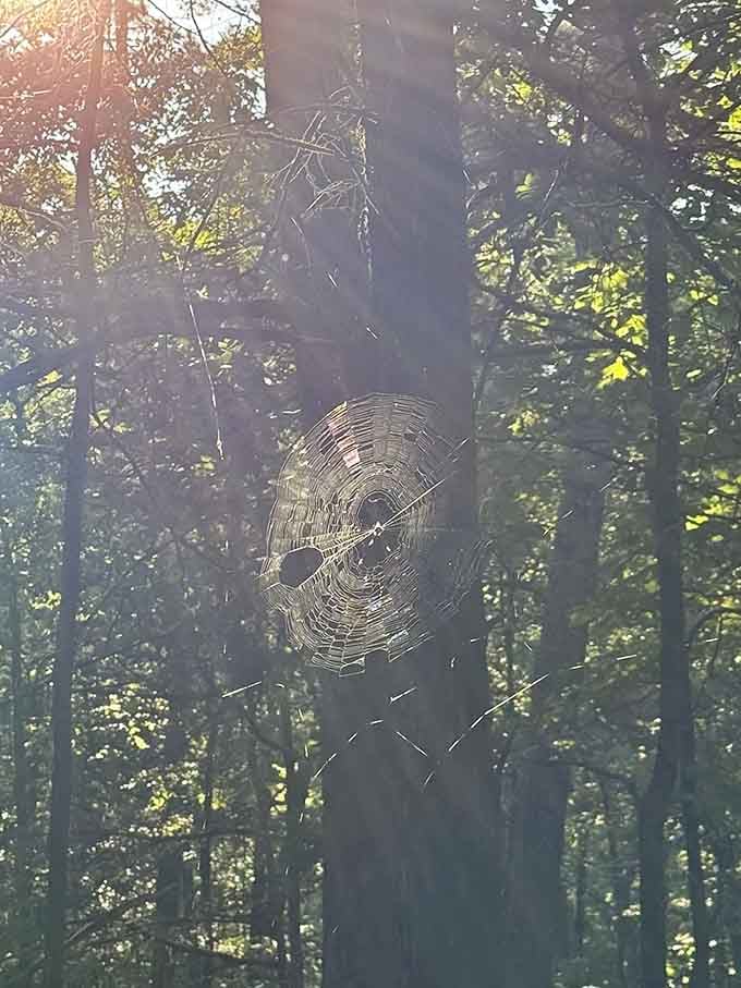 Morning dew catches a spider's masterpiece in the sunlight, proving that art galleries exist everywhere if you look.
