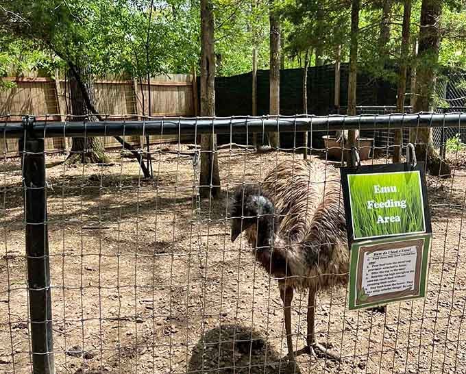 The emu feeding station, where these curious birds demonstrate their impressive height and equally impressive appetite for snacks.