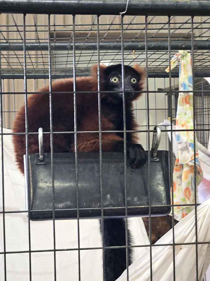 This red-ruffed lemur stares with those enormous eyes that could convince you to hand over your entire snack supply.