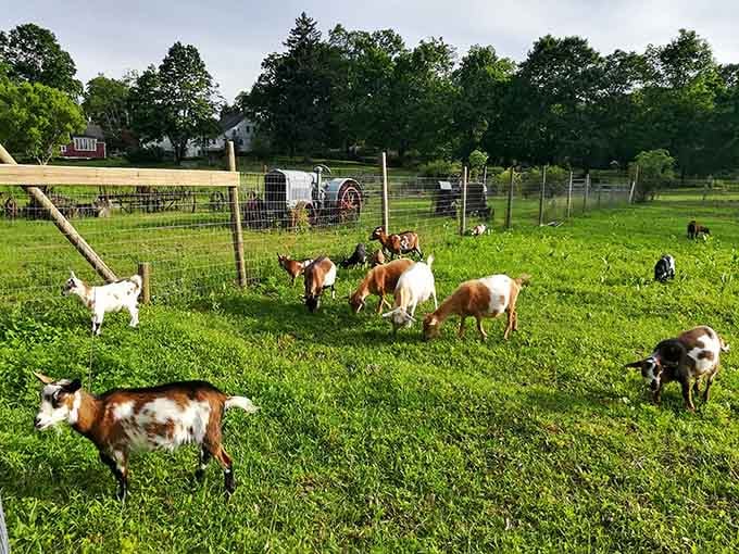 Rolling pastures and grazing goats remind you that Woodbury balances its antique fame with genuine rural character.