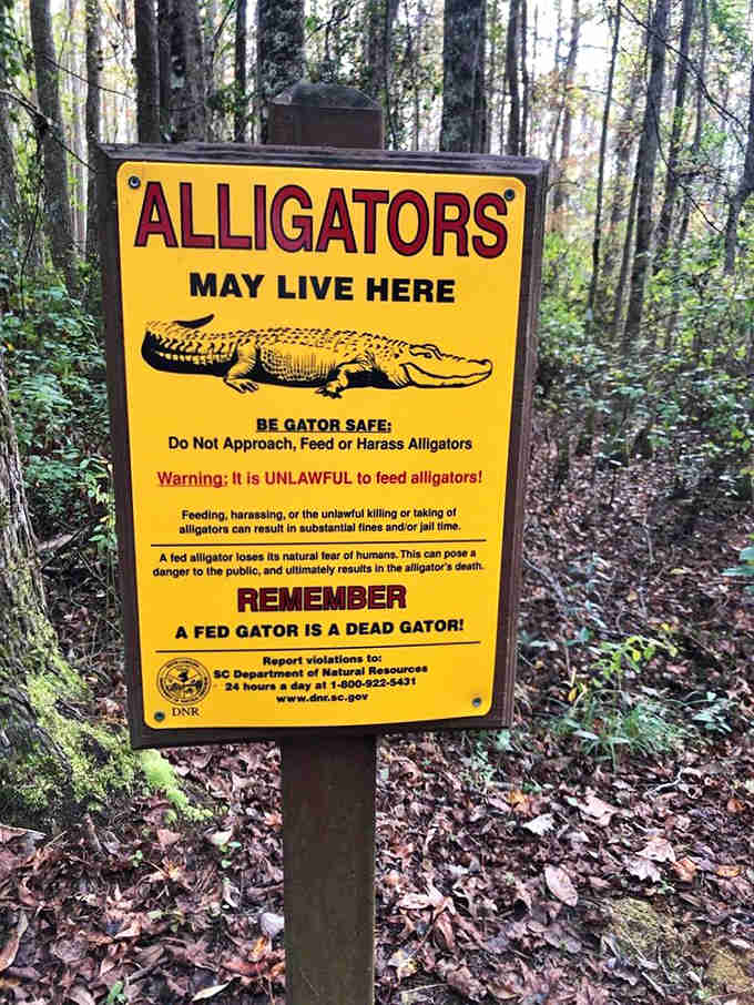That yellow warning sign isn't joking around, folks. Alligators live here and they're not interested in your selfies.