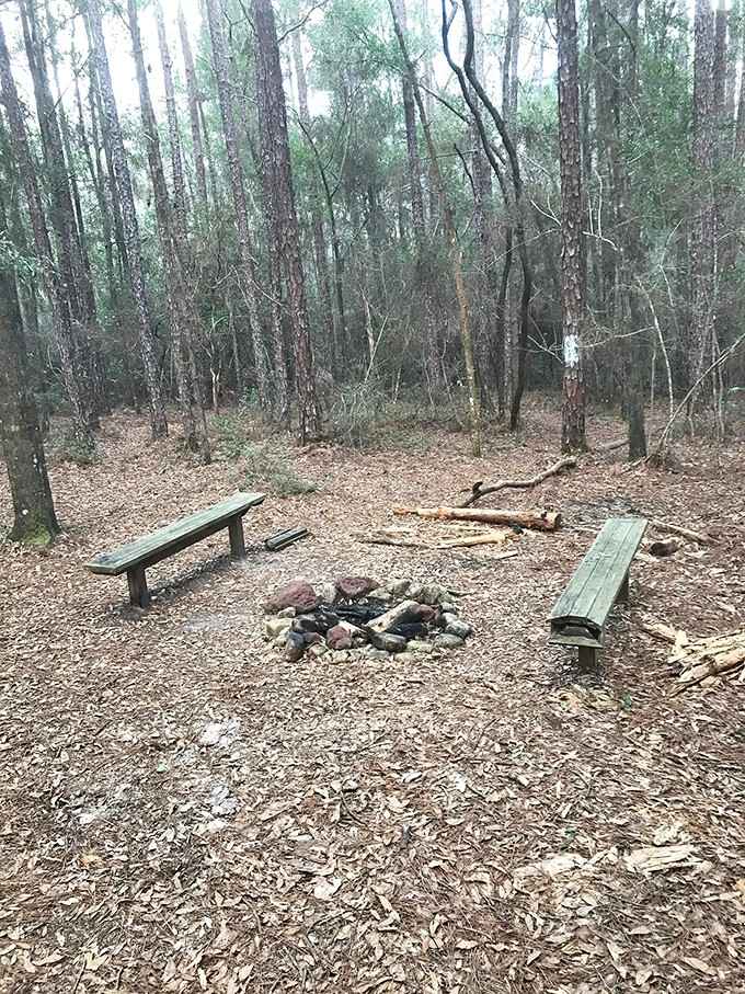 Campfire circles in the woods remind us that some pleasures never go out of style.