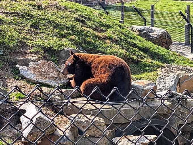 Bears enjoying waterside lounging sessions remind us that relaxation is a universal need across species.