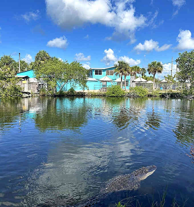 That turquoise building reflects in calm water where a gator cruises by, reminding visitors this is truly wild Florida.