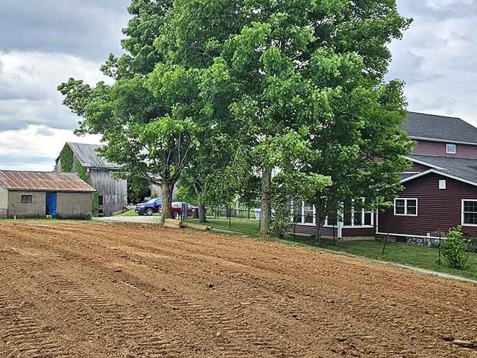 That magnificent tree has probably witnessed more town history than any building&mdash;nature's own community gathering spot.