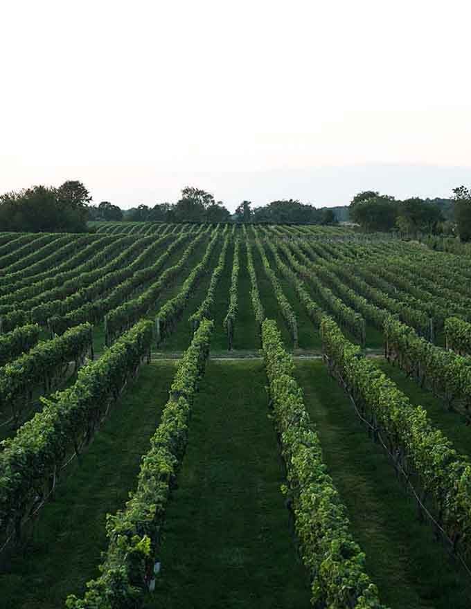 Those geometric vine rows create patterns so satisfying, they could calm your mind better than meditation.