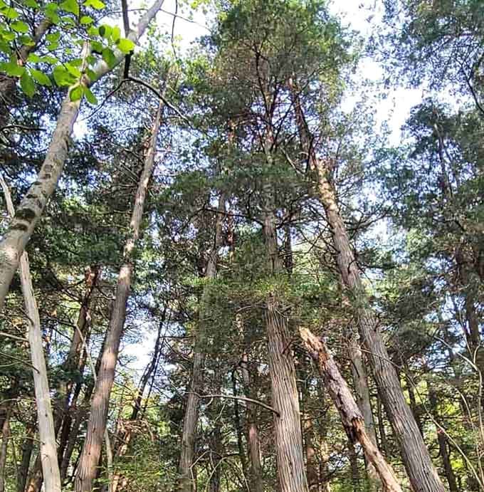Towering trees reach skyward like nature's own cathedral, their canopy filtering sunlight into golden beams.