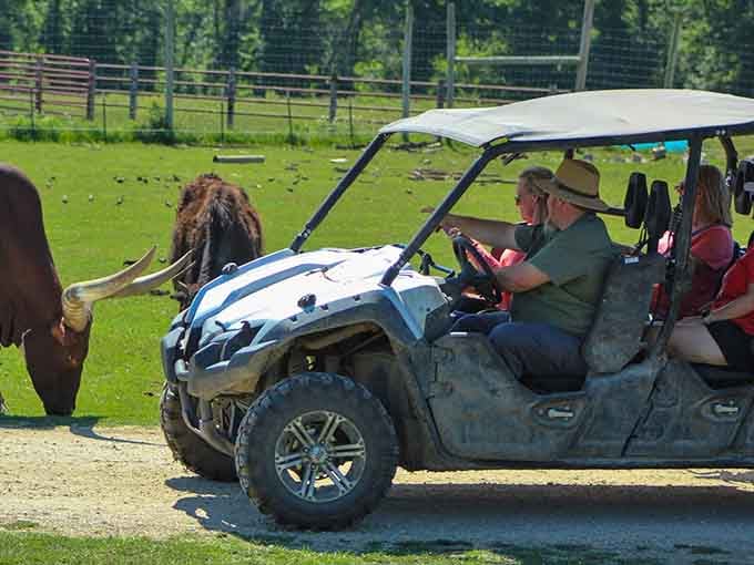 ATVs getting up close with yaks: because some adventures require wheels and a sense of humor.