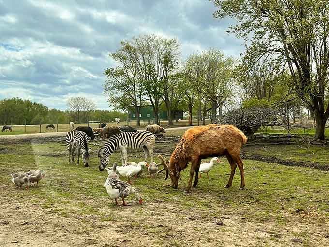 When zebras, deer, and elk share the same space, you know you're somewhere wonderfully weird.